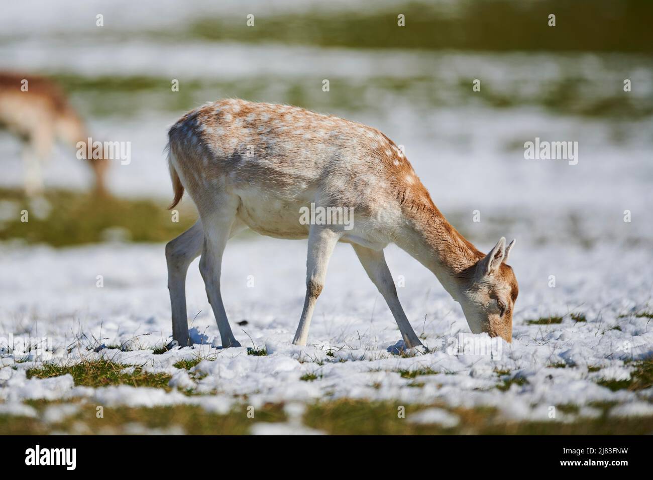 Common fallow deer (Dama dama) female in the alps, Wildlife Park Aurach ...