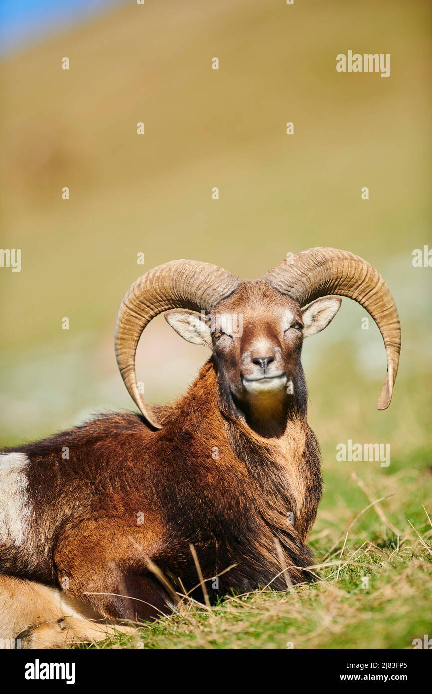 European mouflon (Ovis aries musimon) ram (male) in the alps, Wildlife ...