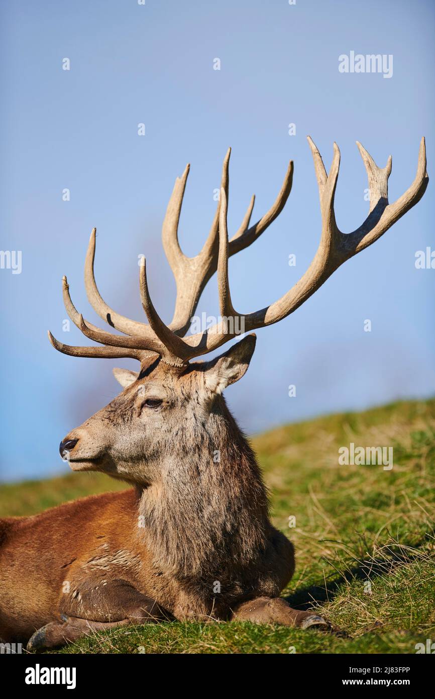 Red deer (Cervus elaphus) stag in the alps, Wildlife Park Aurach ...