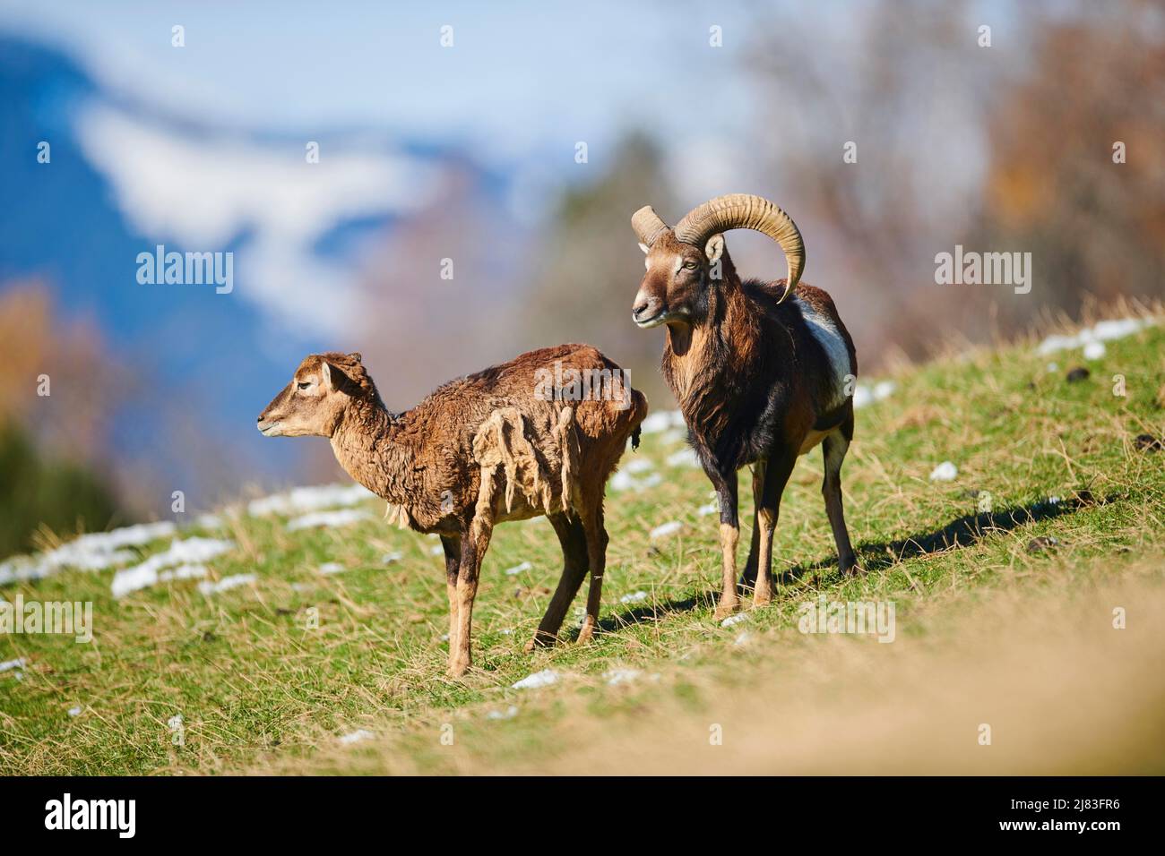 European mouflon (Ovis aries musimon) ram (male) and female in the alps ...