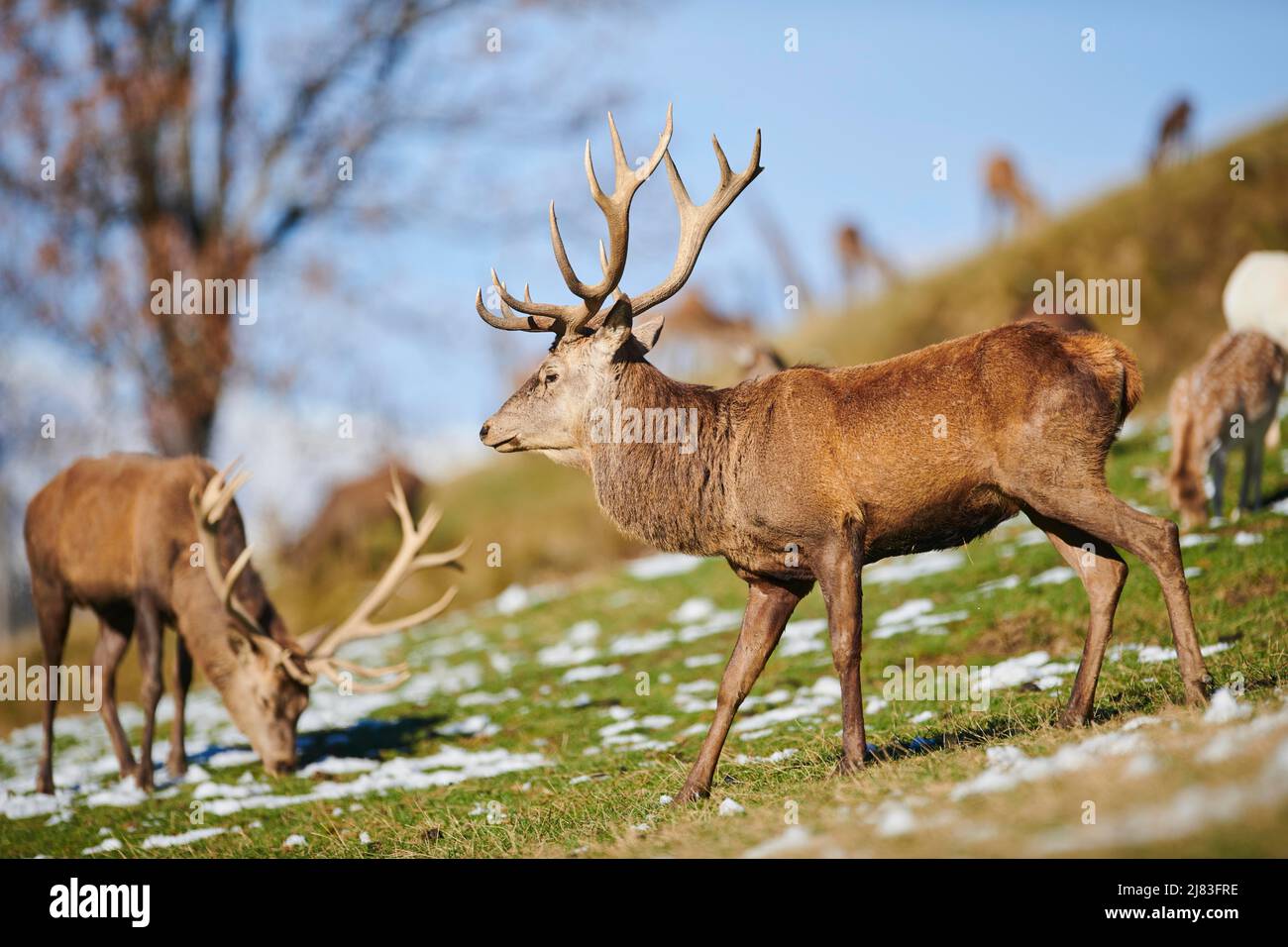 Red deer (Cervus elaphus) stag in the alps, Wildlife Park Aurach ...