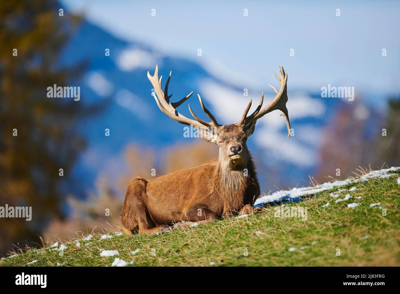 Red deer (Cervus elaphus) stag in the alps, Wildlife Park Aurach ...
