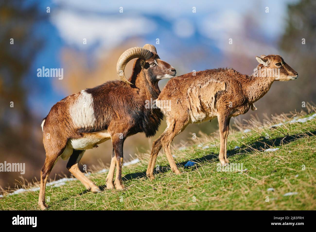 Ram male and female hi-res stock photography and images - Alamy