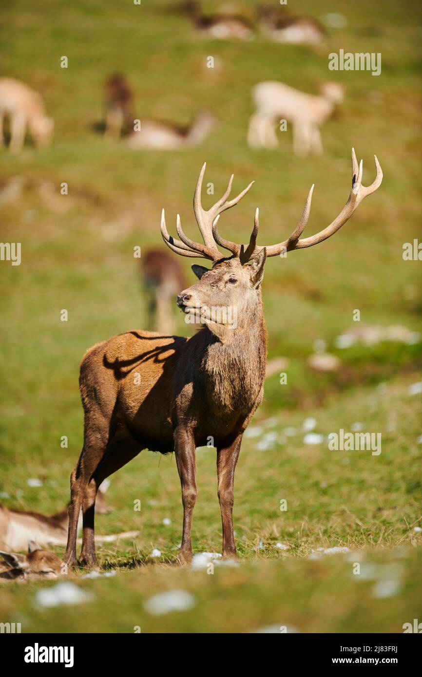 Red deer (Cervus elaphus) stag in the alps, Wildlife Park Aurach ...