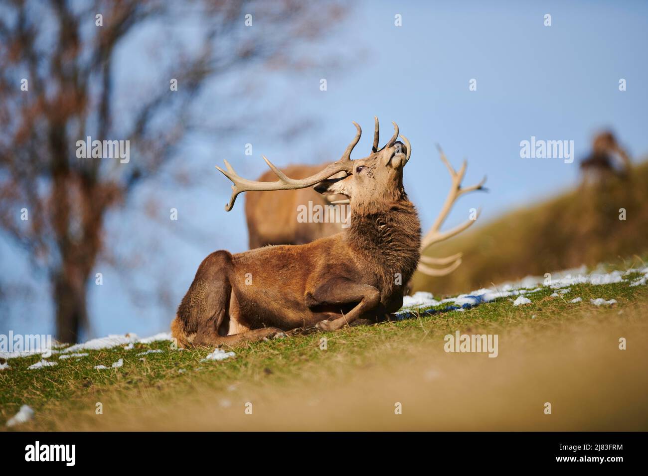 Red deer (Cervus elaphus) stag in the alps, Wildlife Park Aurach ...