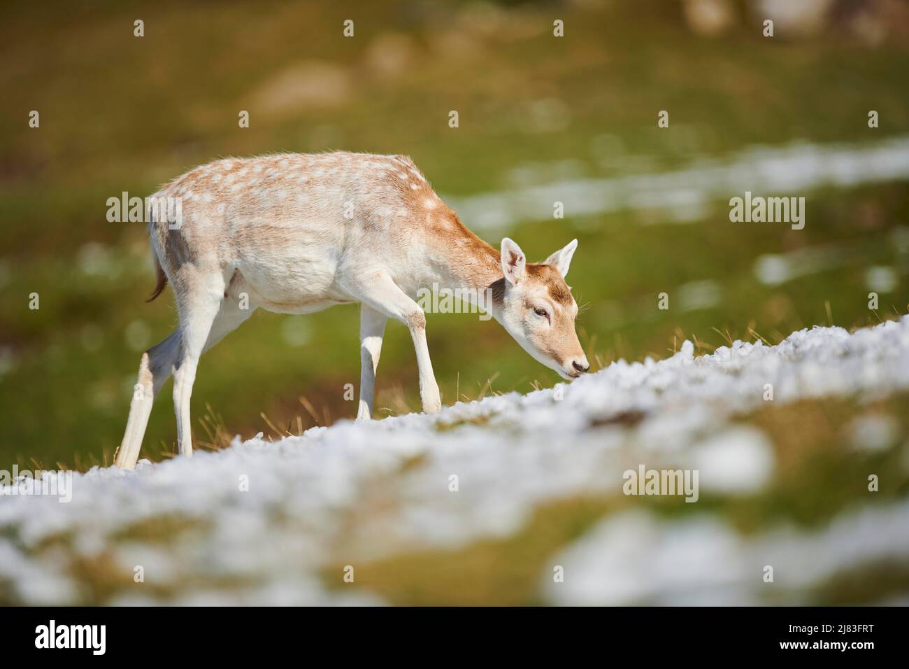 Common fallow deer (Dama dama) in the alps, Wildlife Park Aurach ...