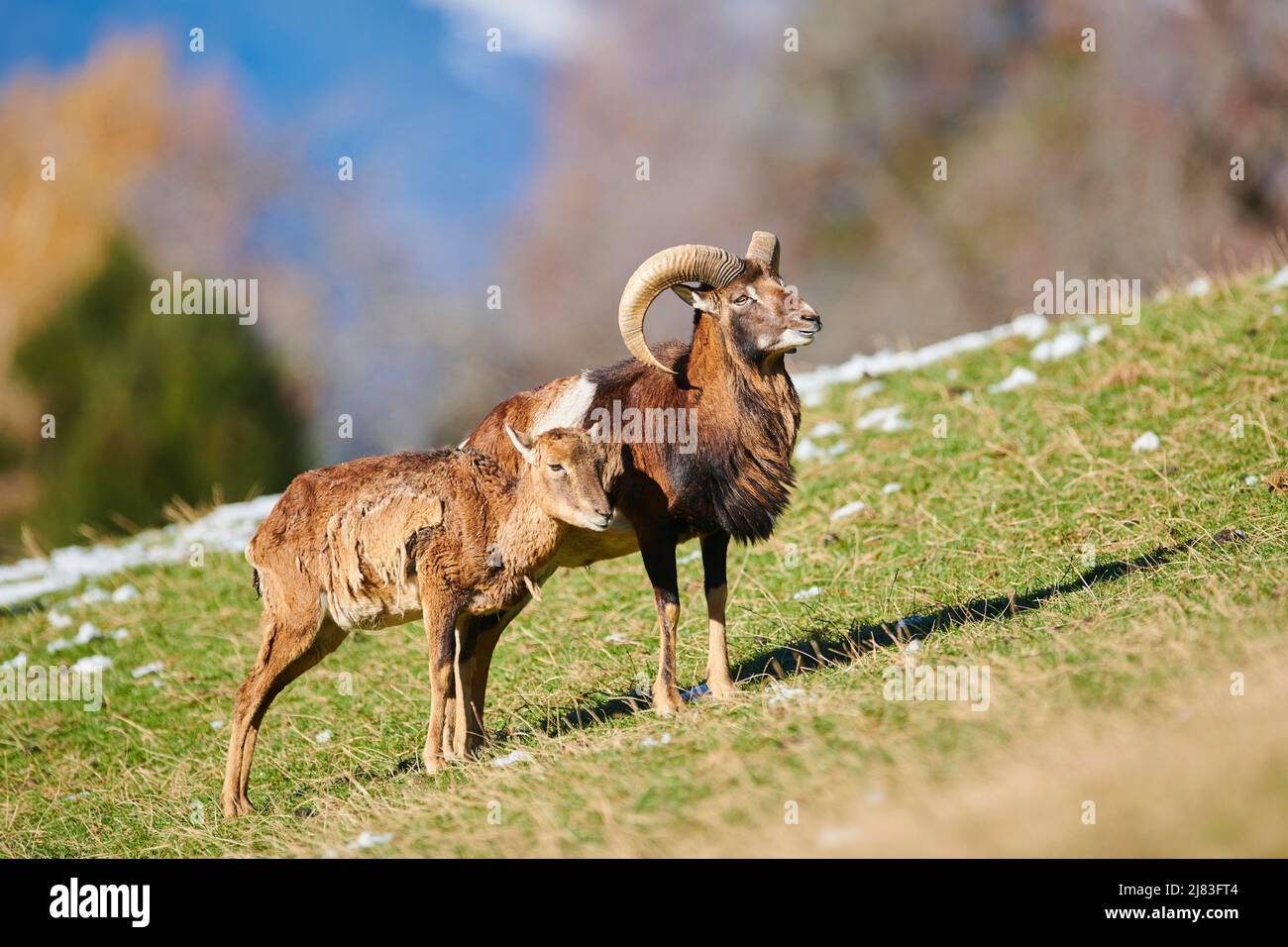European mouflon (Ovis aries musimon) ram (male) and female in the alps ...