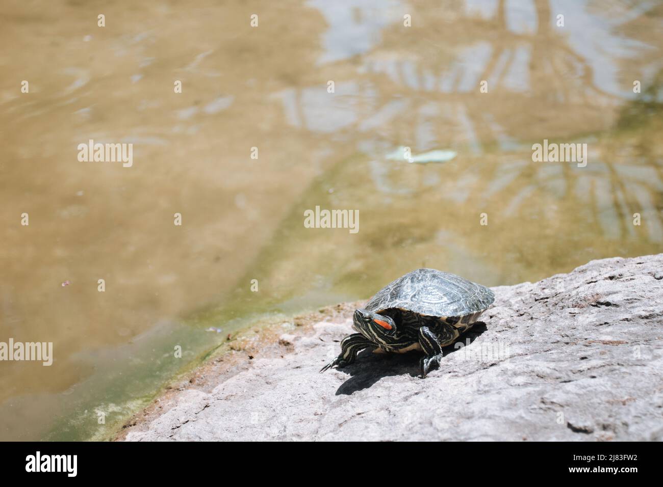 Turtle sunbathing on rock hi-res stock photography and images - Alamy
