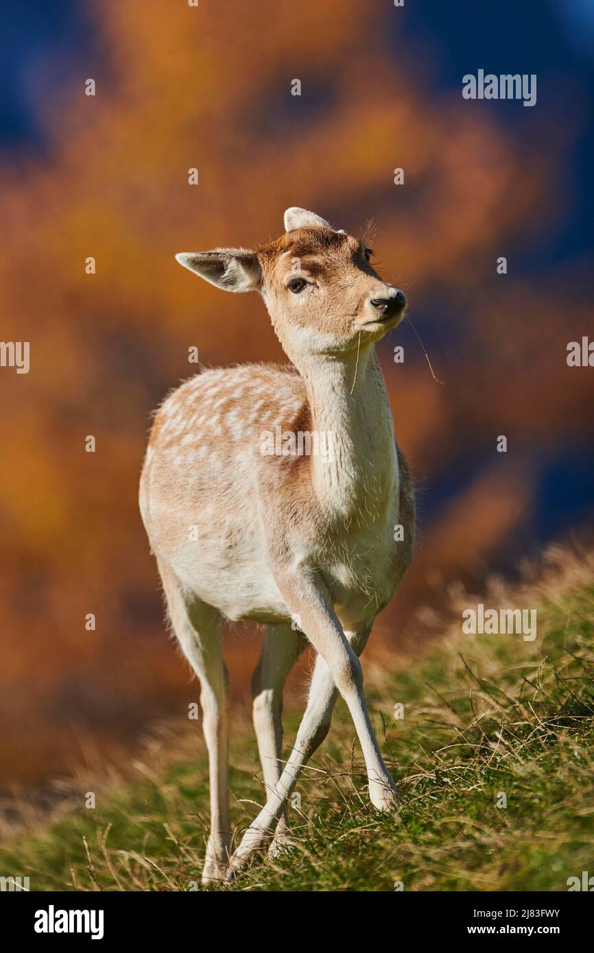 Common fallow deer (Dama dama) female in the alps, Wildlife Park Aurach ...