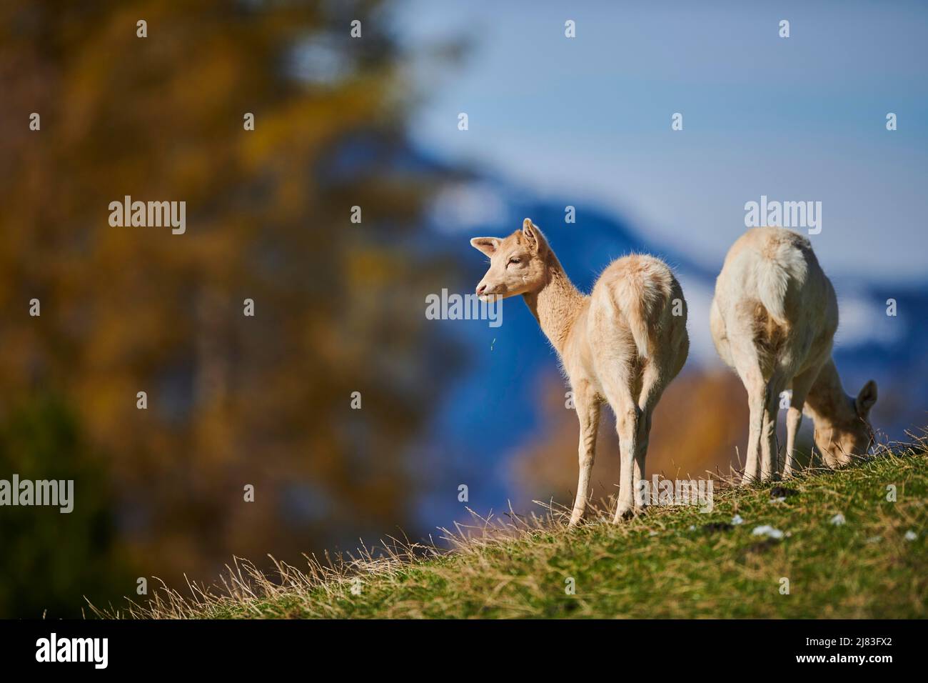 Common fallow deer (Dama dama) female in the alps, Wildlife Park Aurach ...