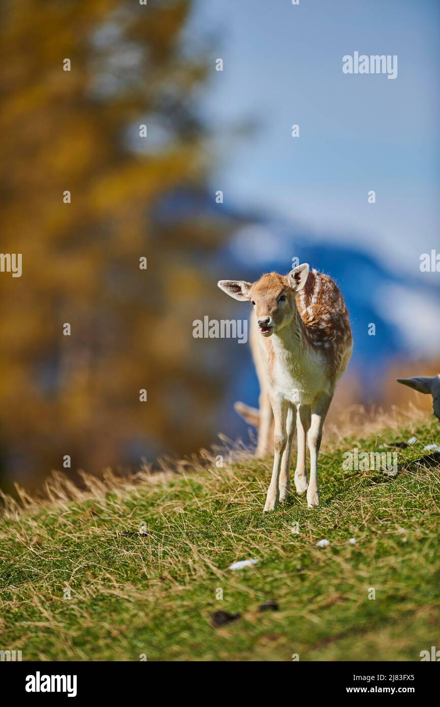 Common fallow deer (Dama dama) female in the alps, Wildlife Park Aurach ...