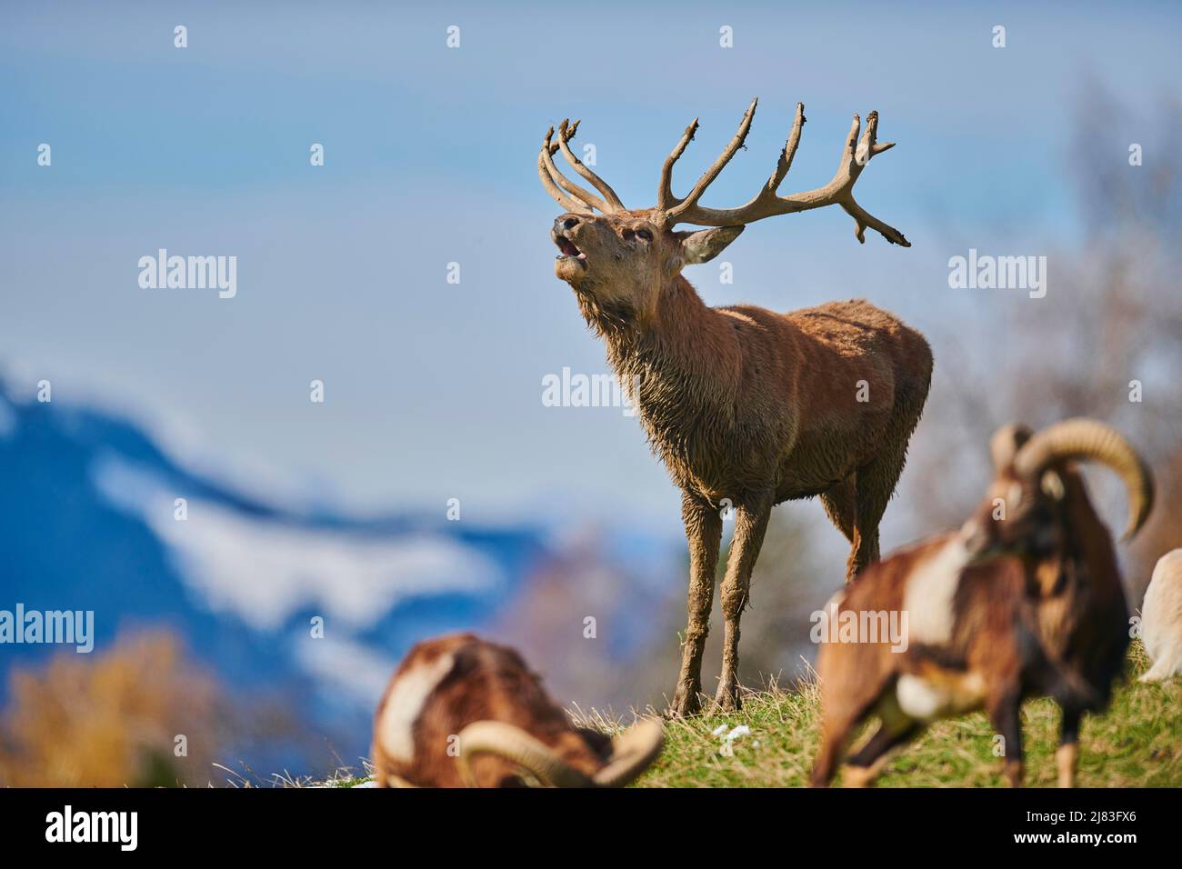 Red deer (Cervus elaphus) stag roaring in the alps, Wildlife Park ...