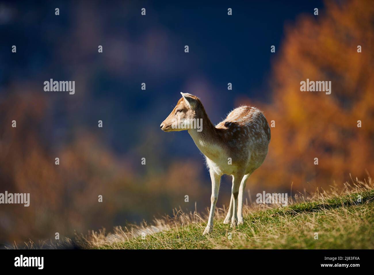 Common fallow deer (Dama dama) female in the alps, Wildlife Park Aurach ...