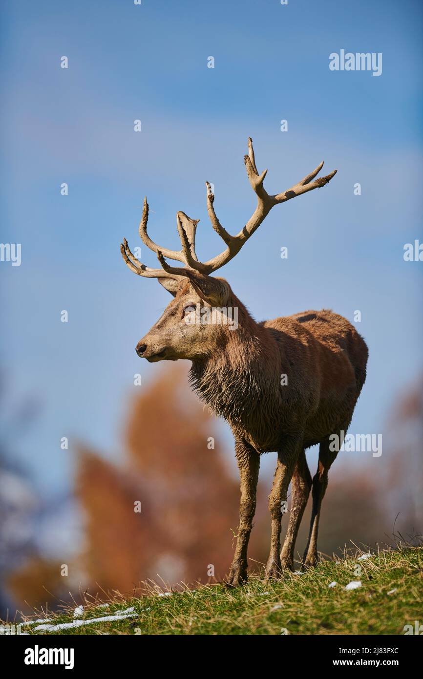 Red deer (Cervus elaphus) stag in the alps, Wildlife Park Aurach ...
