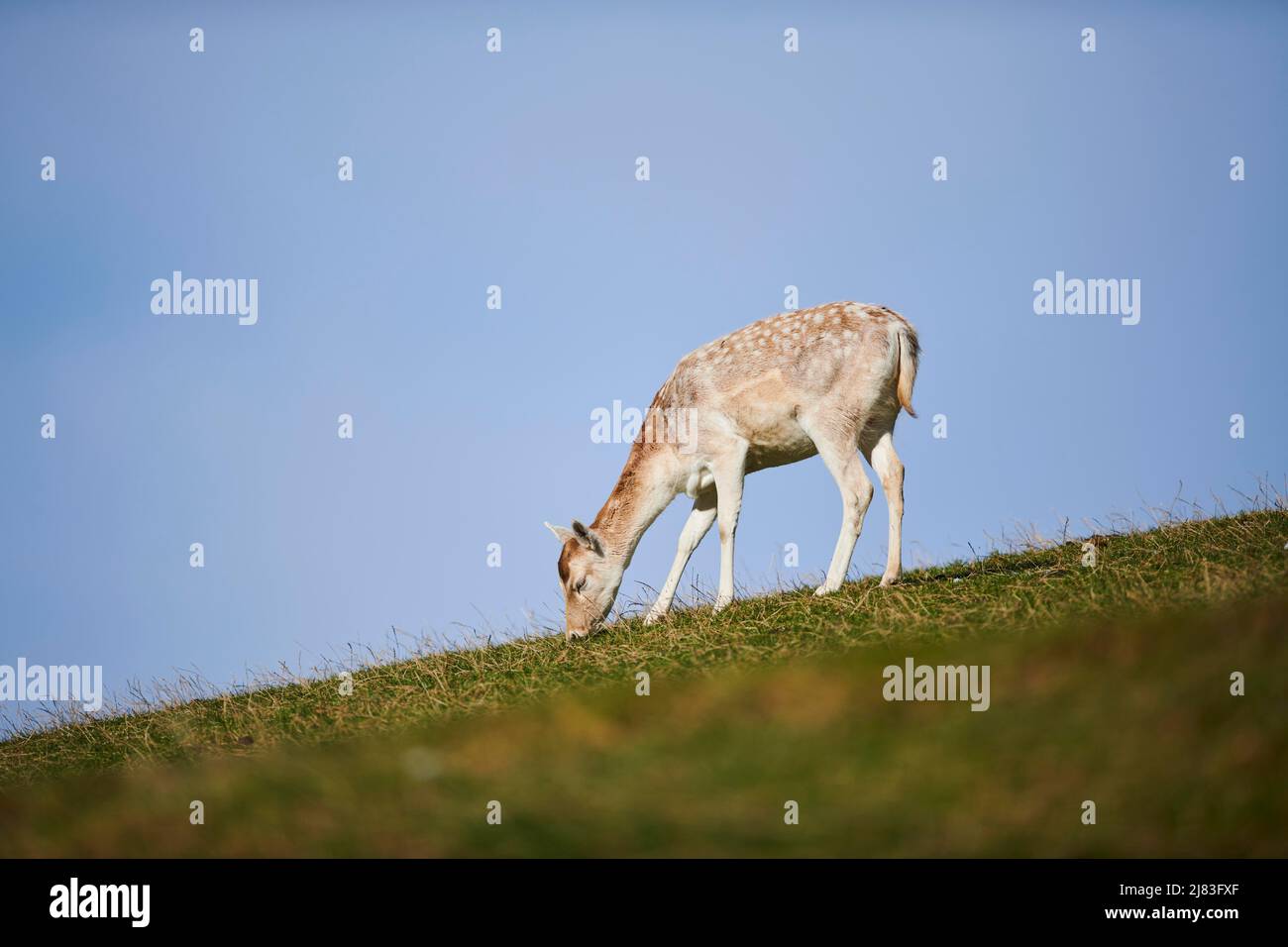 Common fallow deer (Dama dama) female in the alps, Wildlife Park Aurach ...