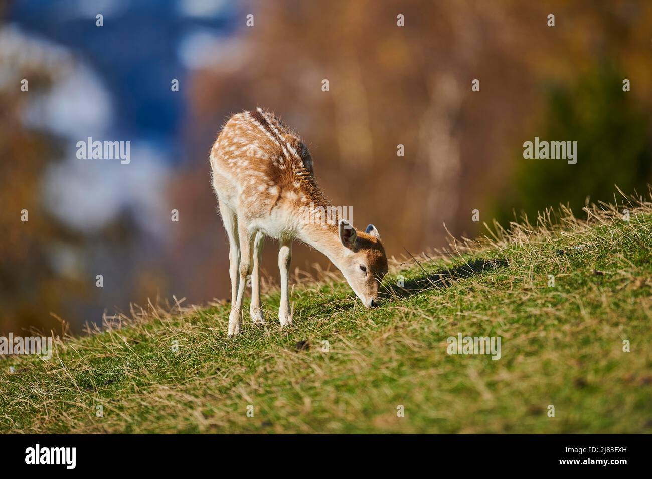 Common fallow deer (Dama dama) female in the alps, Wildlife Park Aurach ...