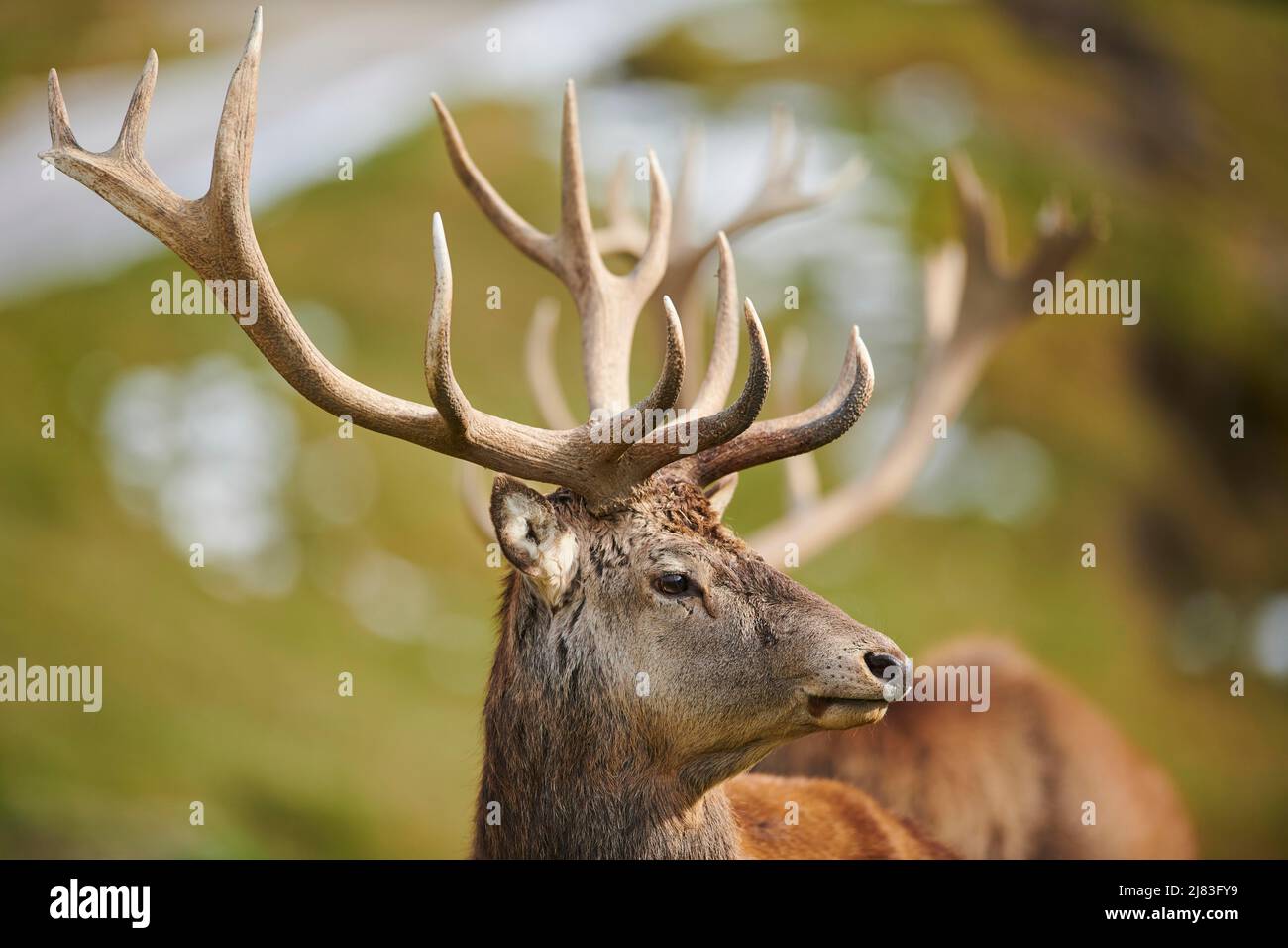 Red deer (Cervus elaphus) stag in the alps, Wildlife Park Aurach ...