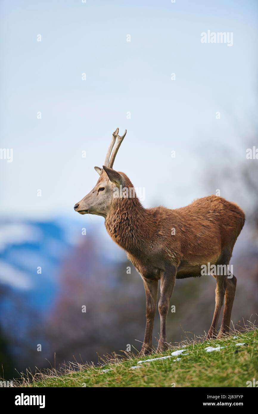 Red deer (Cervus elaphus) stag in the alps, Wildlife Park Aurach ...