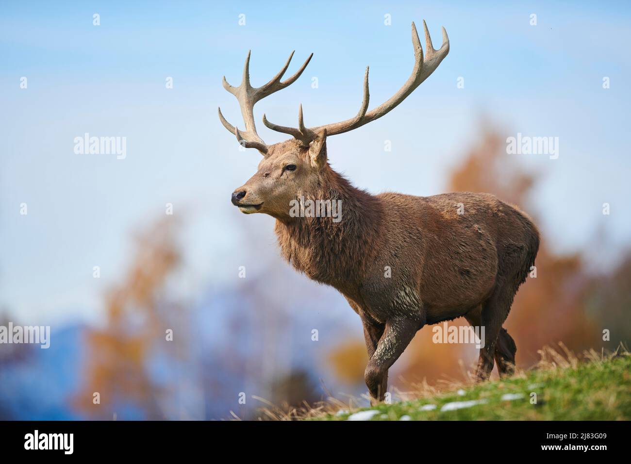 Red deer (Cervus elaphus) stag in the alps, Wildlife Park Aurach ...