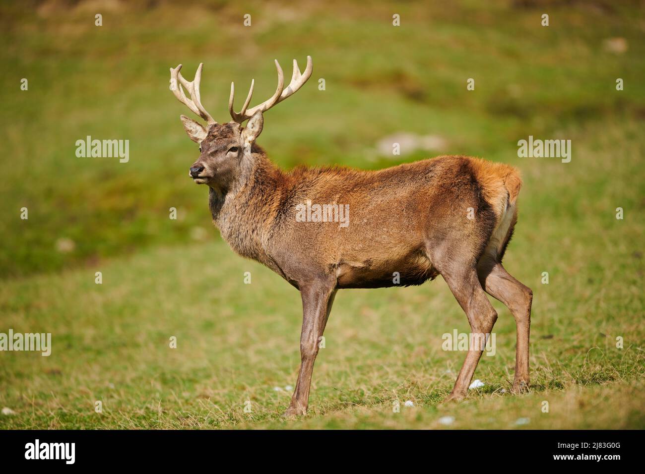 Red deer (Cervus elaphus) stag in the alps, Wildlife Park Aurach ...
