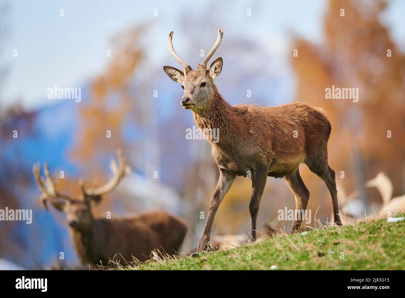 Red deer (Cervus elaphus) stag in the alps, Wildlife Park Aurach ...