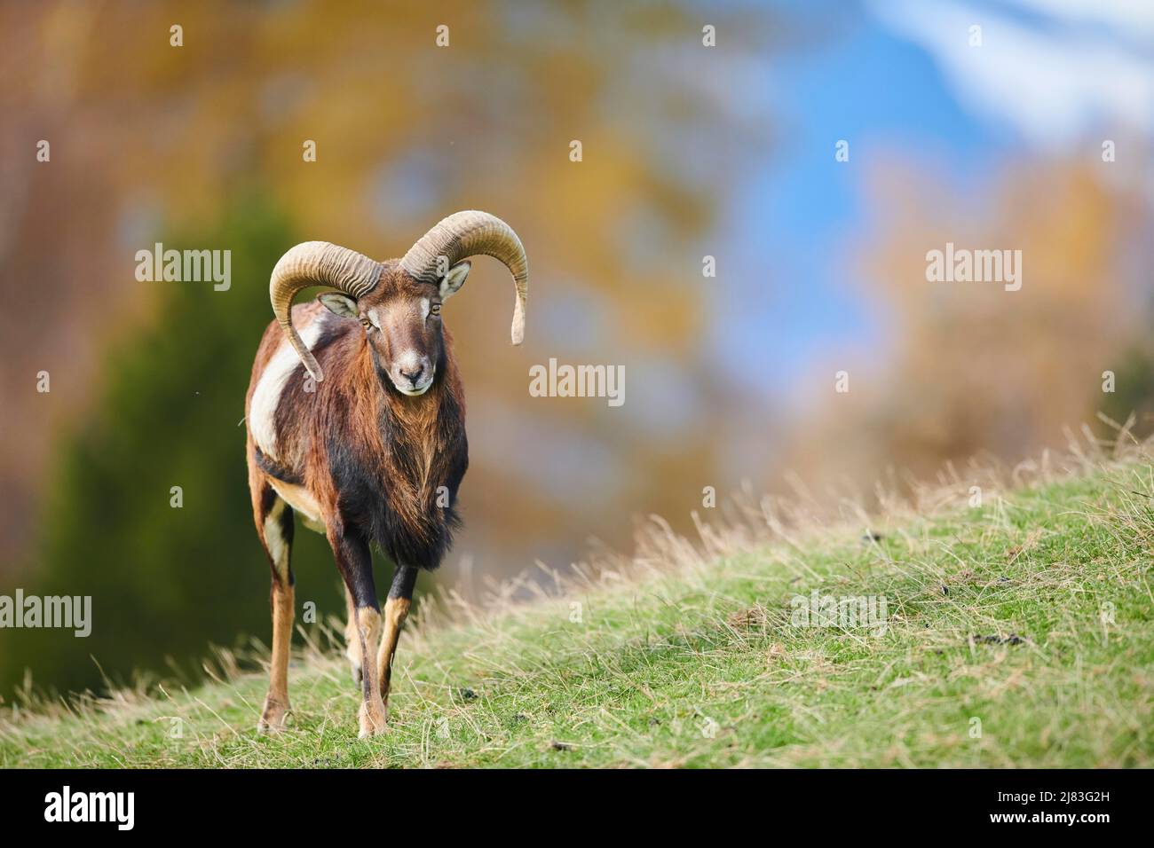 European mouflon (Ovis aries musimon) ram (male) in the alps, Wildlife ...