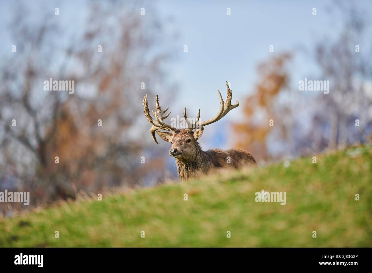 Red deer (Cervus elaphus) stag in the alps, Wildlife Park Aurach ...