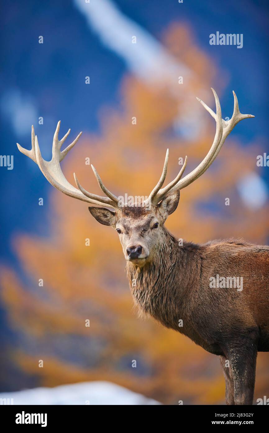 Red deer (Cervus elaphus) stag in the alps, Wildlife Park Aurach ...