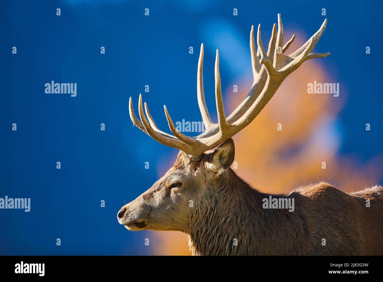 Red deer (Cervus elaphus) stag in the alps, Wildlife Park Aurach ...