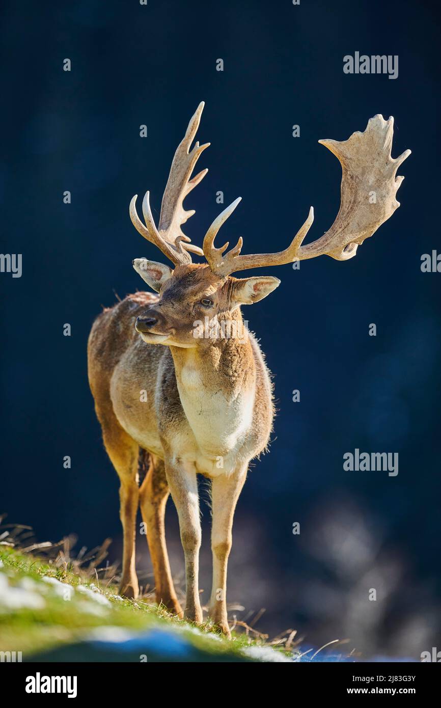 Common fallow deer (Dama dama) buck in the alps, Wildlife Park Aurach ...
