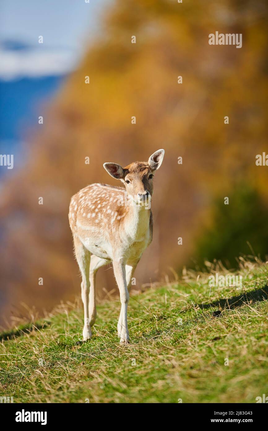 Common fallow deer (Dama dama) female in the alps, Wildlife Park Aurach ...