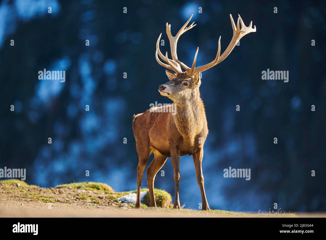 Red deer (Cervus elaphus) stag in the alps, Wildlife Park Aurach ...