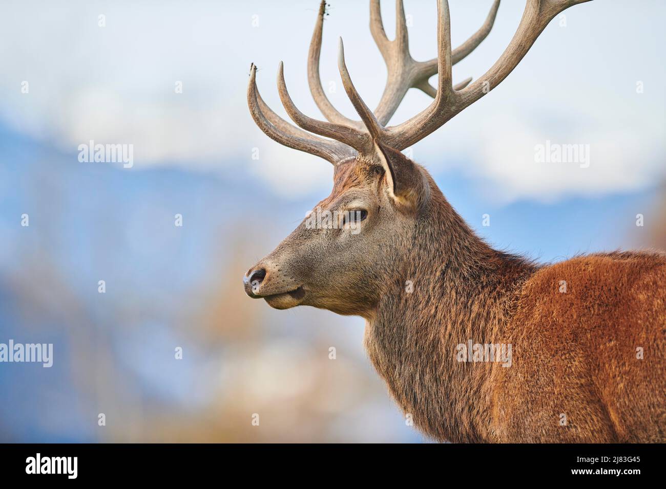 Red deer (Cervus elaphus) stag in the alps, Wildlife Park Aurach ...