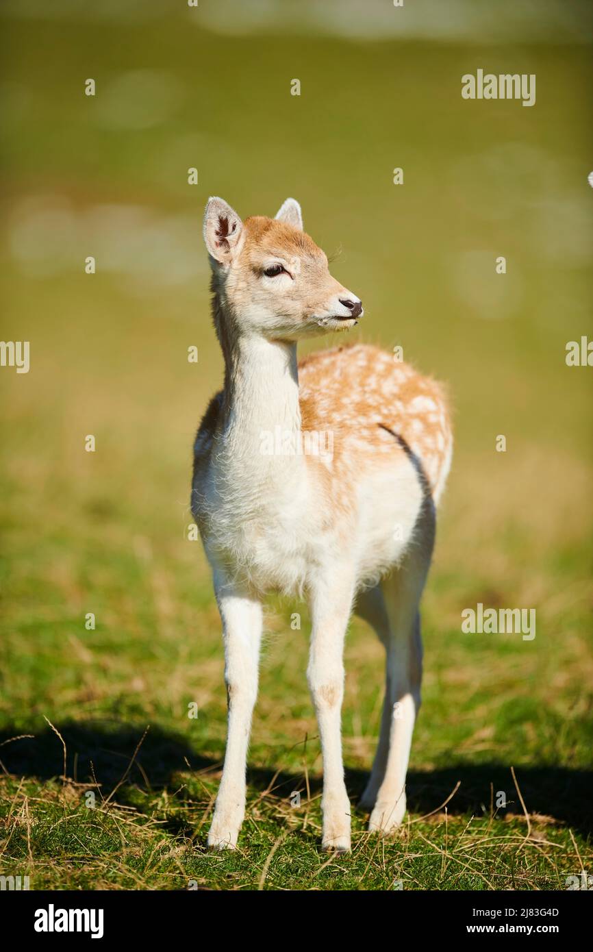 Common fallow deer (Dama dama) female in the alps, Wildlife Park Aurach ...