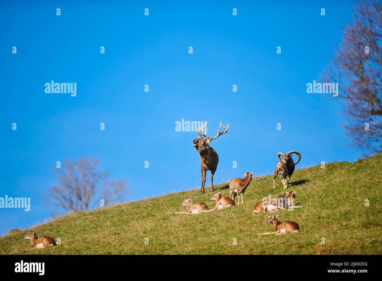 Red deer (Cervus elaphus) stag roaring in the alps, Wildlife Park ...