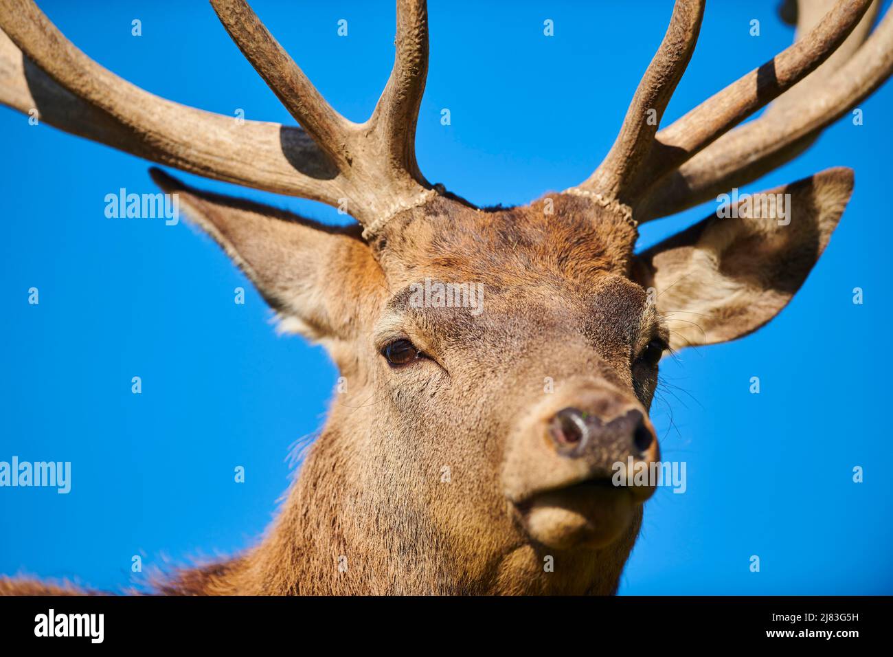 Red deer (Cervus elaphus) stag in the alps, Wildlife Park Aurach ...