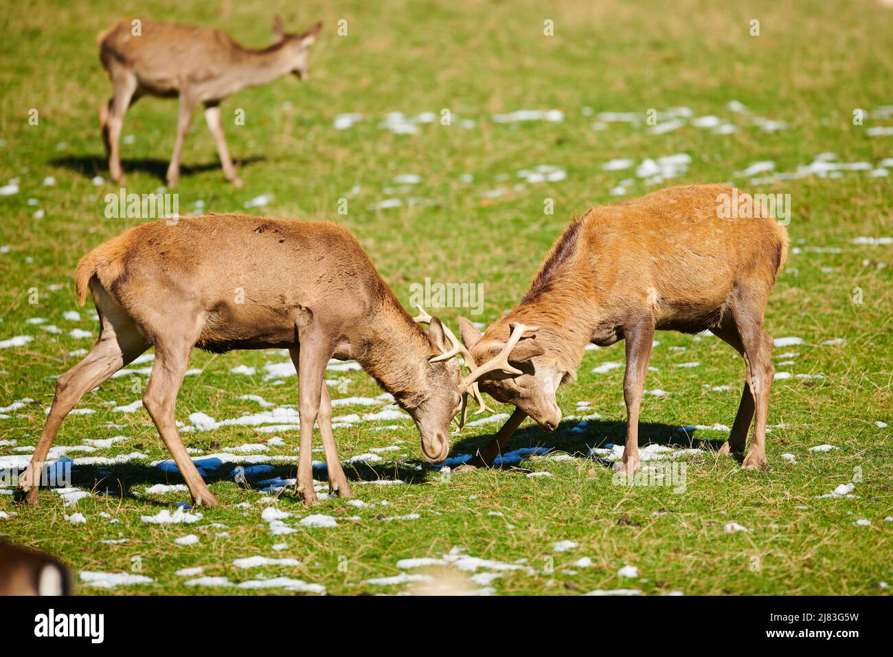 Red deer (Cervus elaphus) stag arguing in the alps, Wildlife Park ...