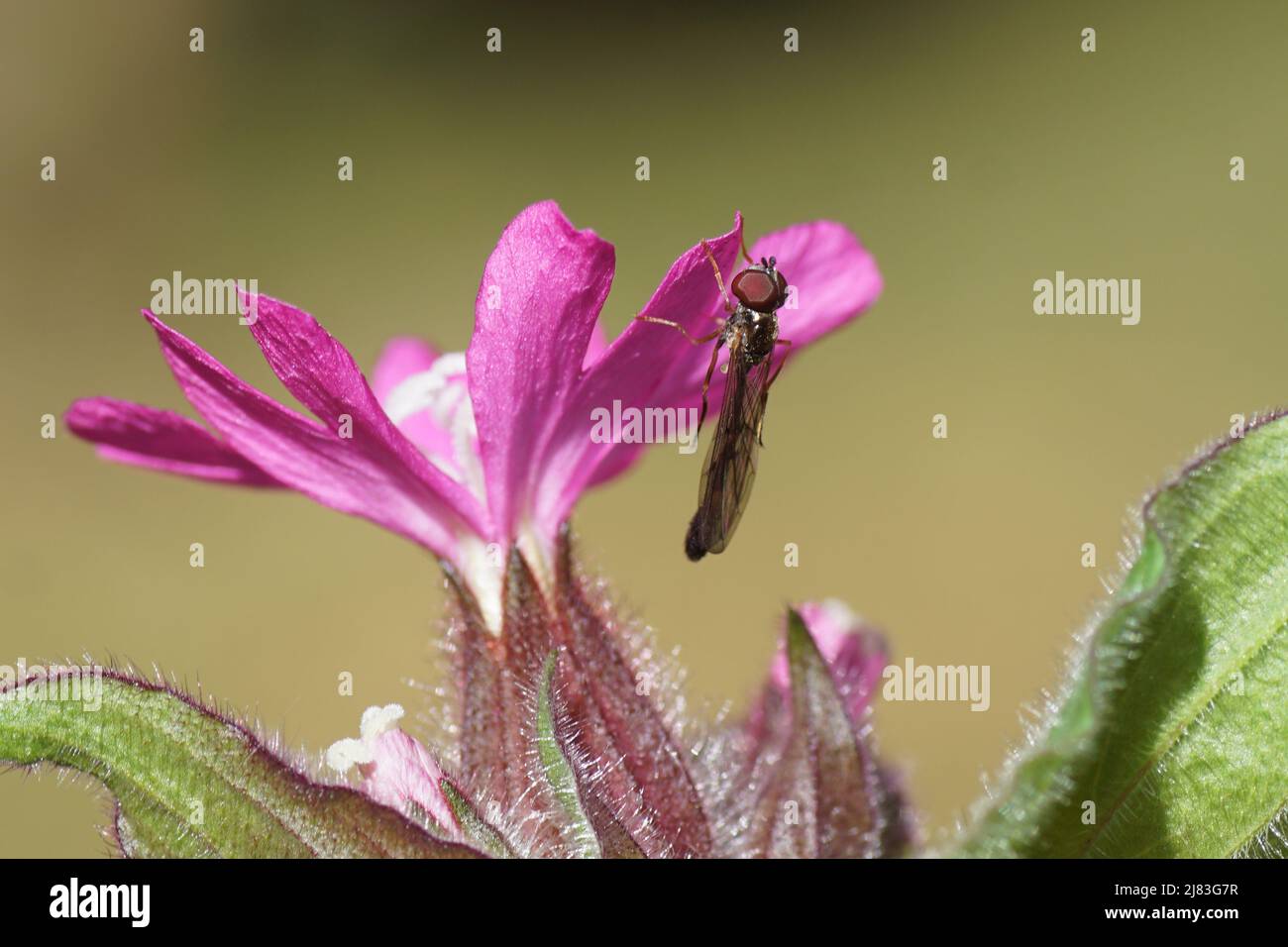 Male hoverfly Common Dainty, Baccha elongata of the family hoverflies ...