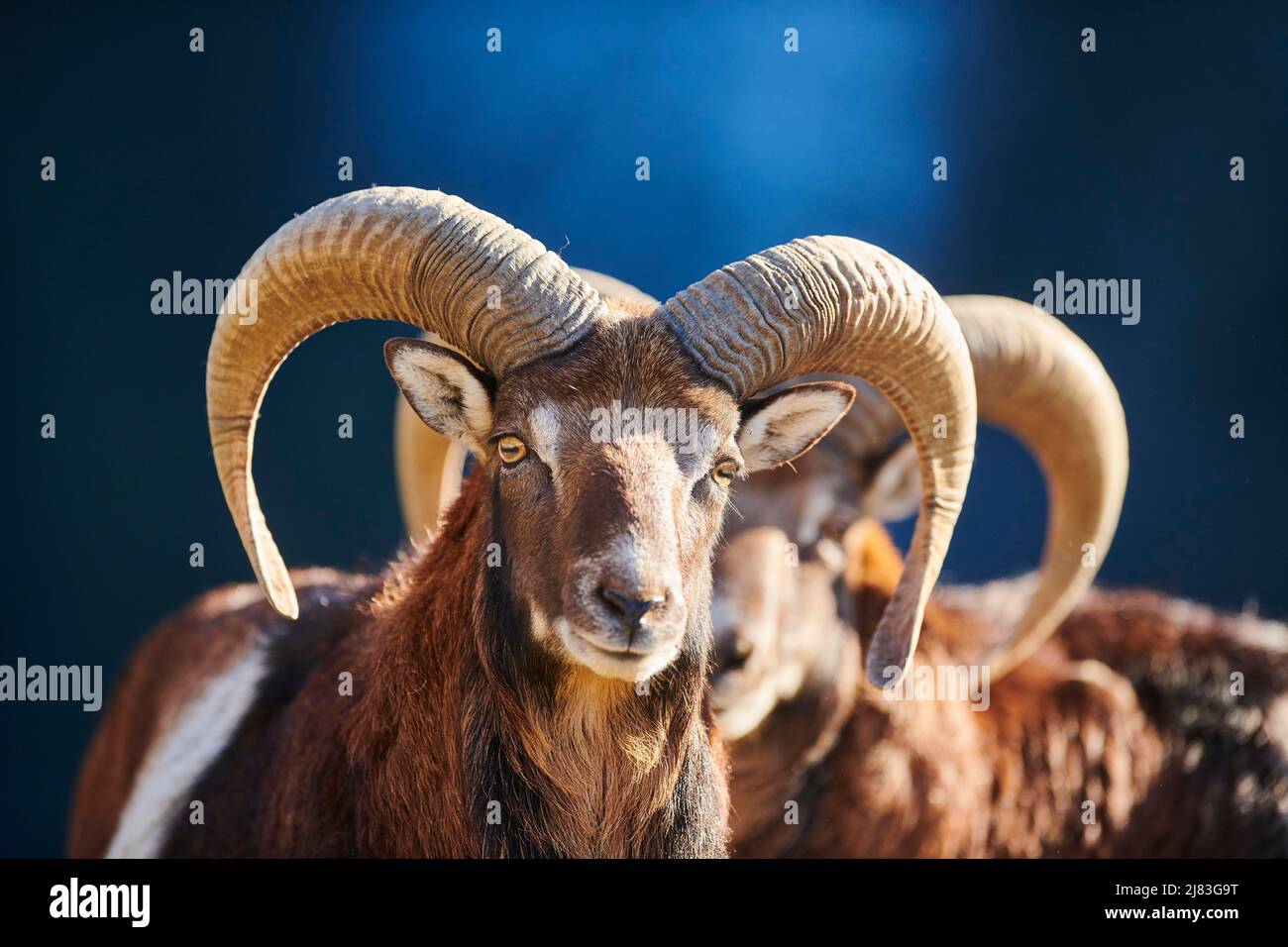 European mouflon (Ovis aries musimon ram (male) portrait in the alps ...