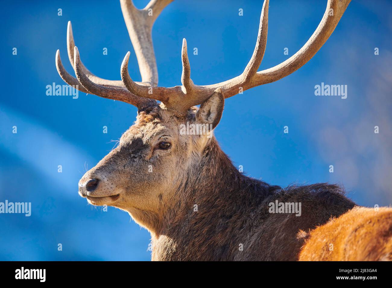 Red deer (Cervus elaphus) stag in the alps, Wildlife Park Aurach ...