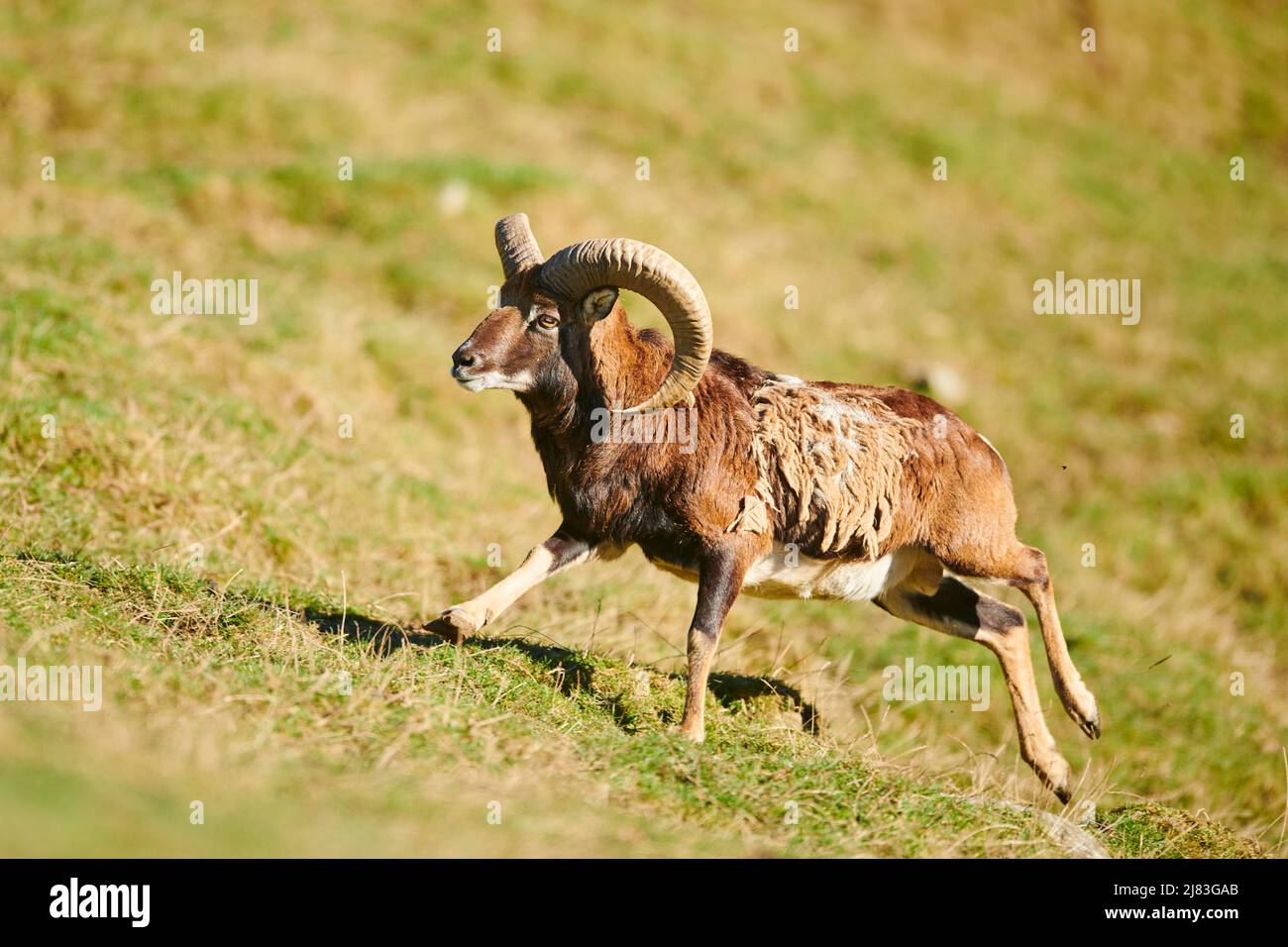 European mouflon (Ovis aries musimon) ram (male) in the alps, Wildlife ...