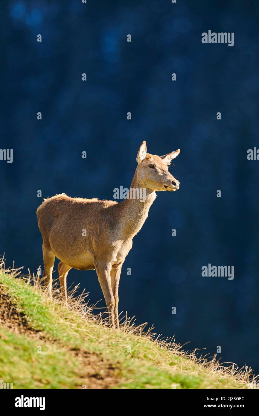 Red deer (Cervus elaphus) female in the alps, Wildlife Park Aurach ...