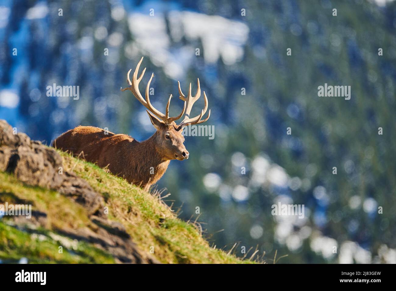 Red deer (Cervus elaphus) stag in the alps, Wildlife Park Aurach ...