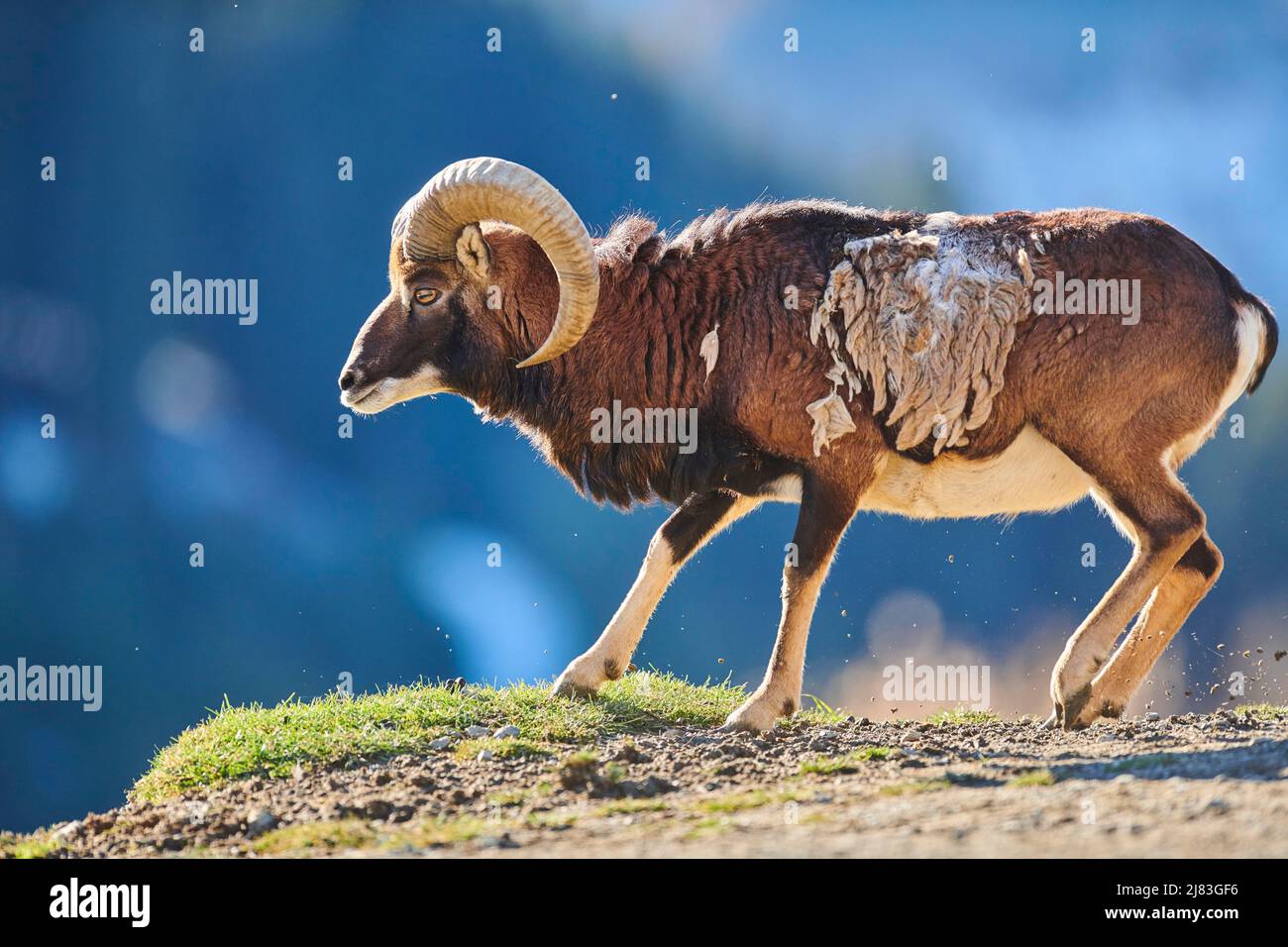 European mouflon (Ovis aries musimon) ram (male) in the alps, Wildlife ...