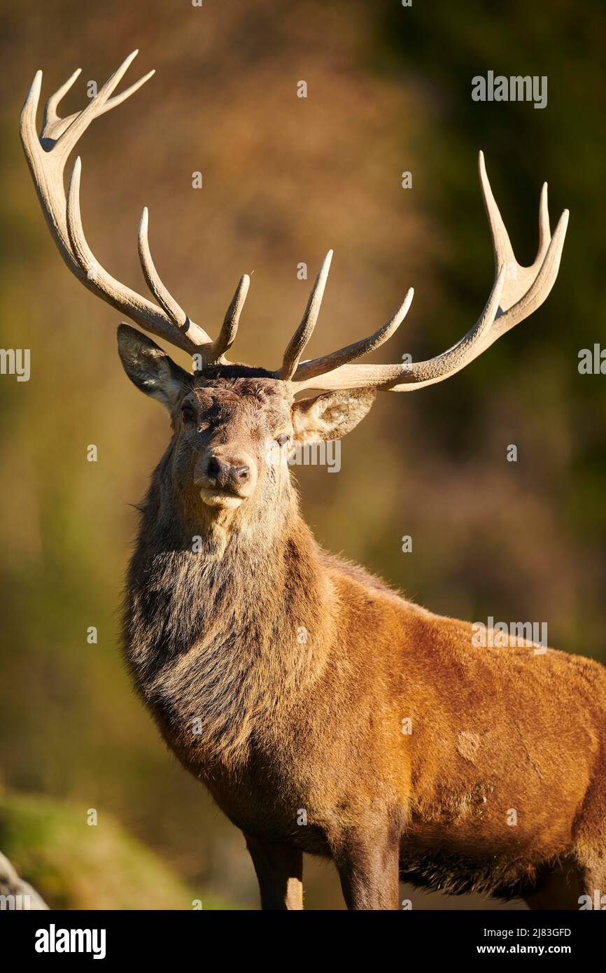 Red deer (Cervus elaphus) stag in the alps, Wildlife Park Aurach ...