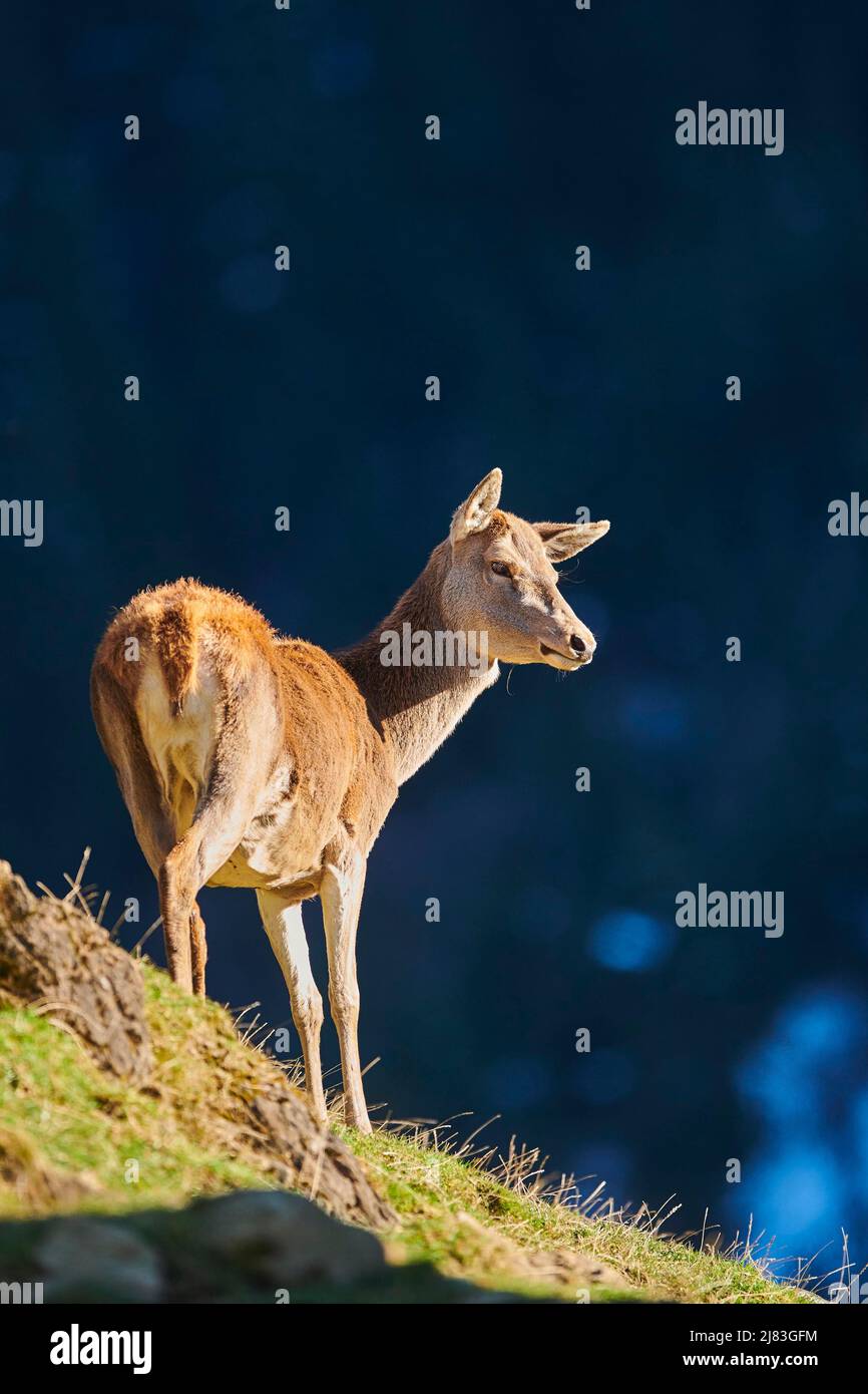 Red deer (Cervus elaphus) female in the alps, Wildlife Park Aurach ...