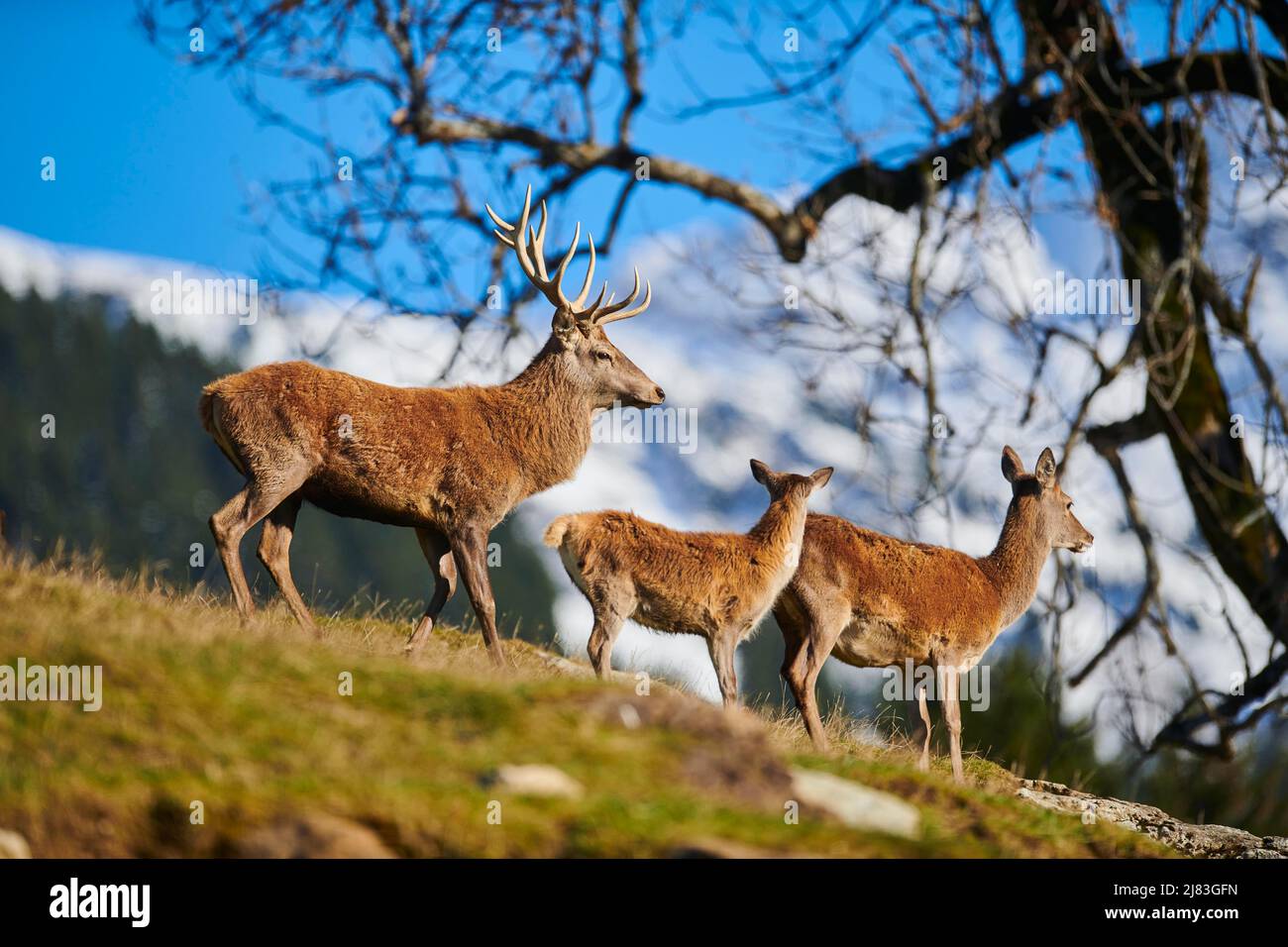 Red deer (Cervus elaphus) stag with female in the alps, Wildlife Park ...