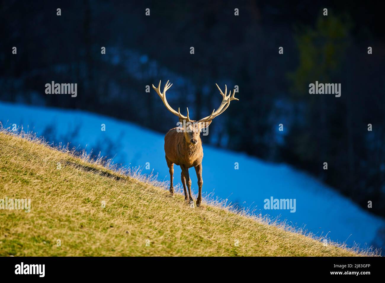 Red deer (Cervus elaphus) stag in the alps, Wildlife Park Aurach ...