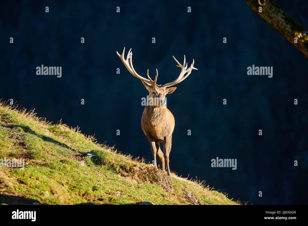 Red deer (Cervus elaphus) stag in the alps, Wildlife Park Aurach ...