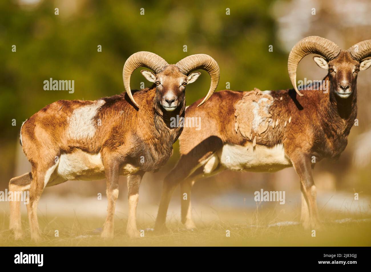 European mouflon (Ovis aries musimon) ram (male) in the alps, Wildlife ...